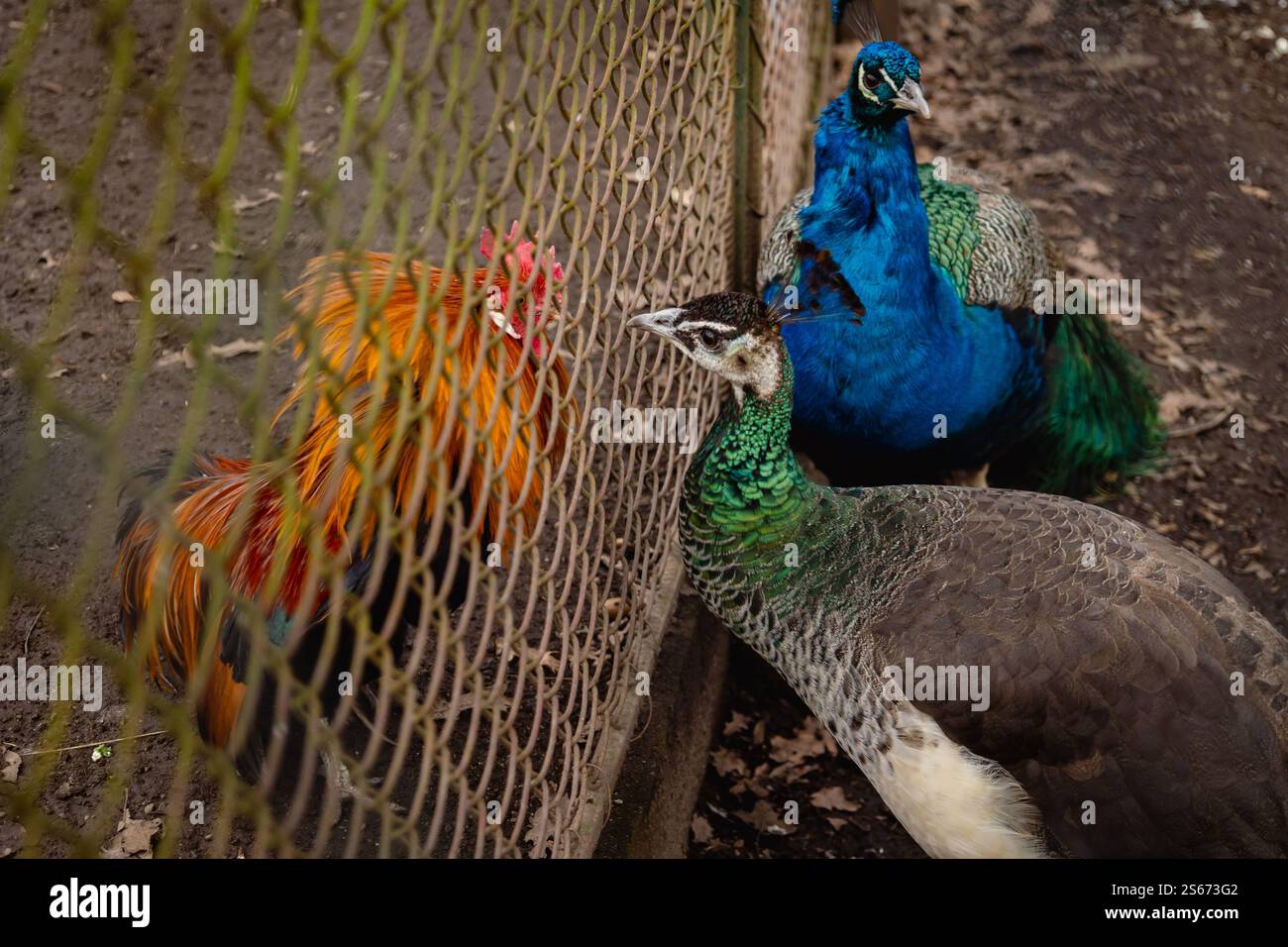 Conflict between peacock and rooster, cage neighbors. Birds deprived of ...