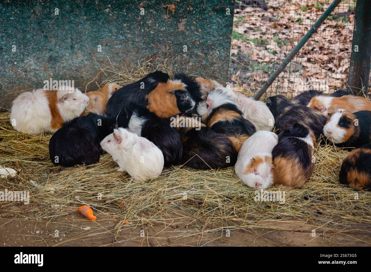 Cute guinea pigs in cage hi-res stock photography and images - Alamy