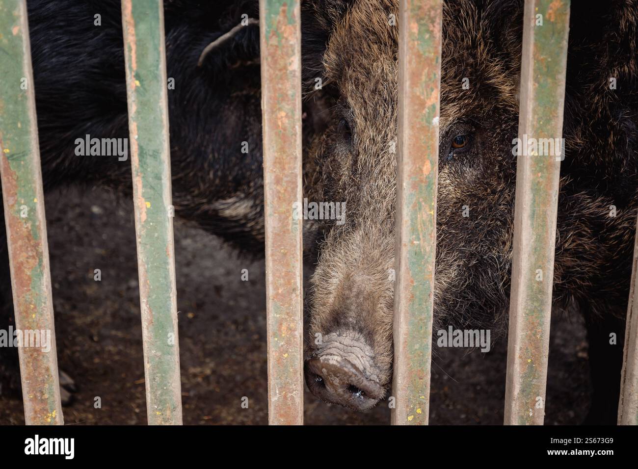 Boar pigs in a cage. The picture may be used in an article advocating ...