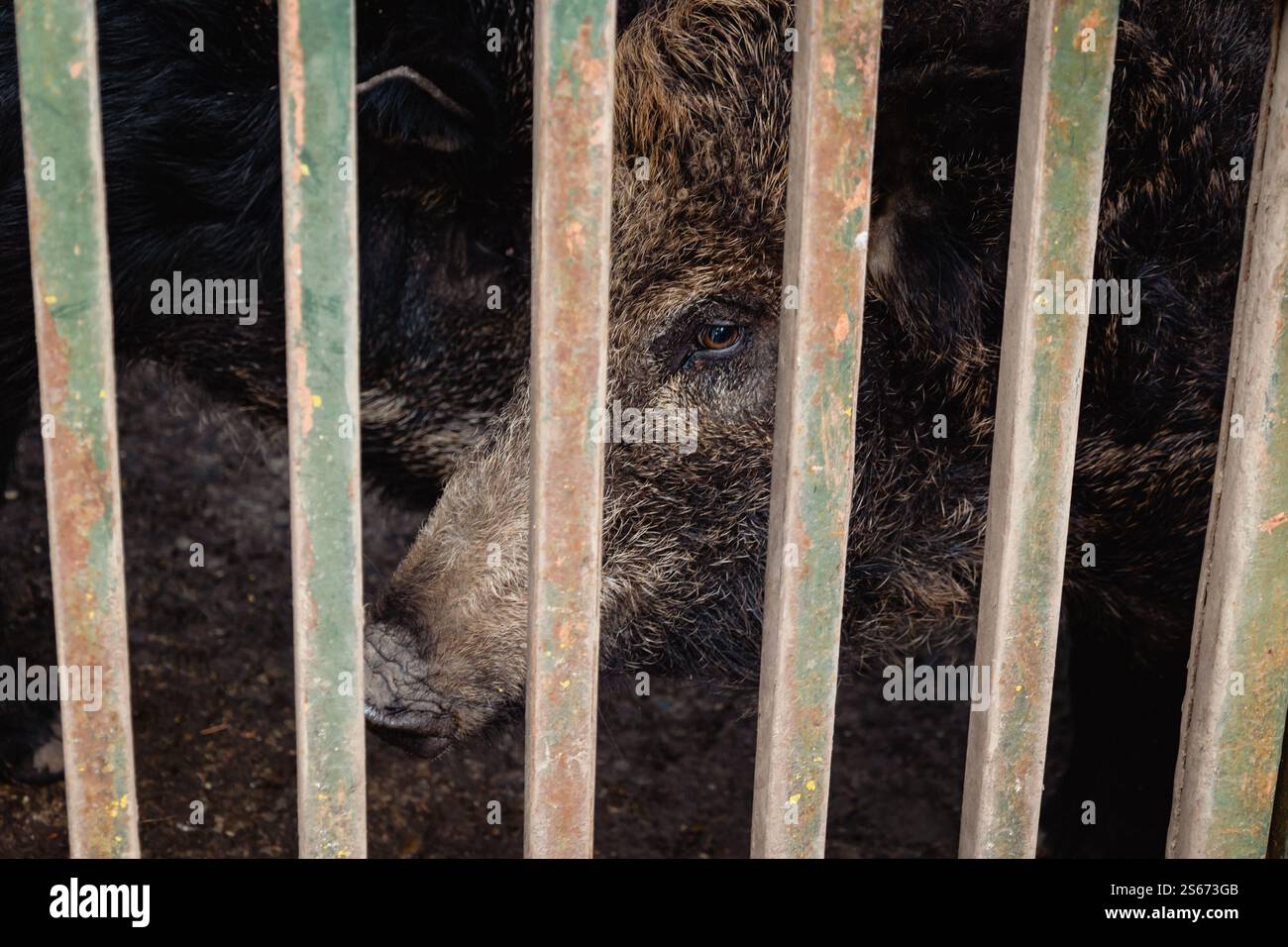 Boar pigs in a cage. The pig is after metal bars Stock Photo - Alamy