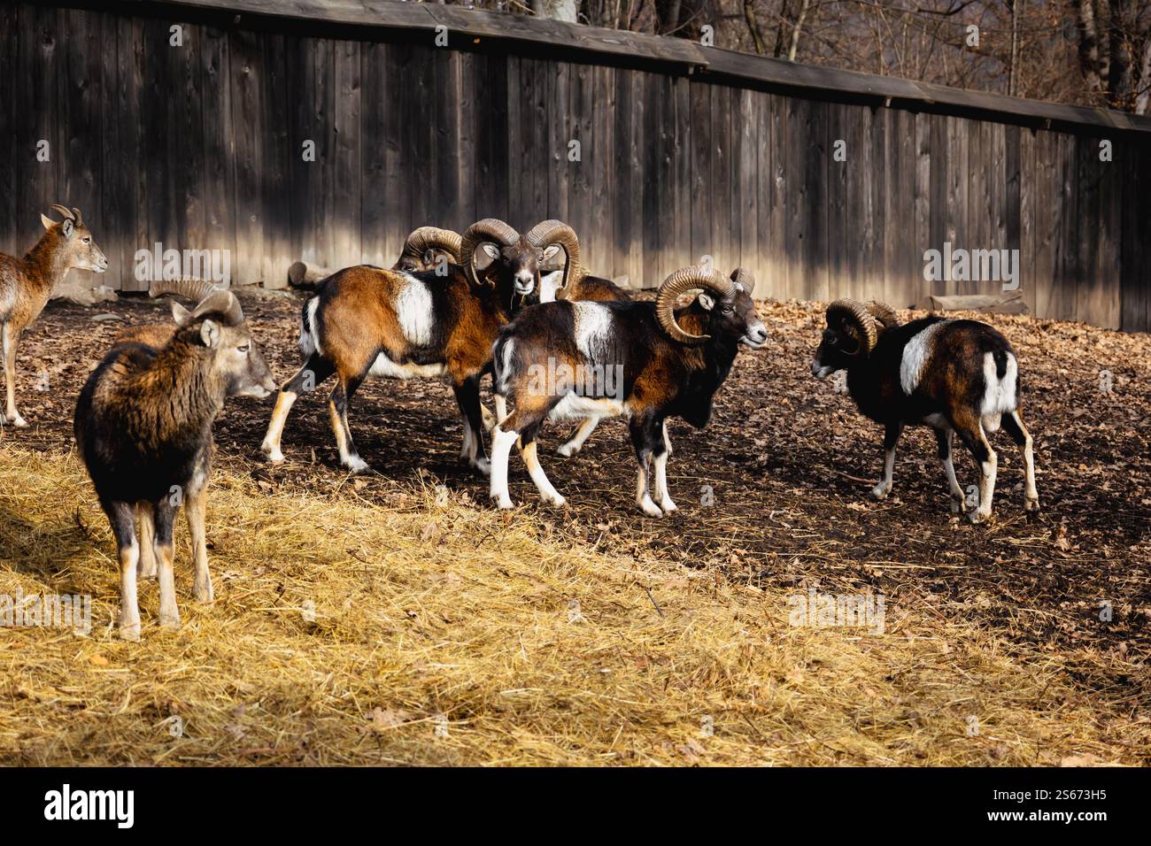 A group of moufoni and goats eat fodder in a zoo. The picture is close ...