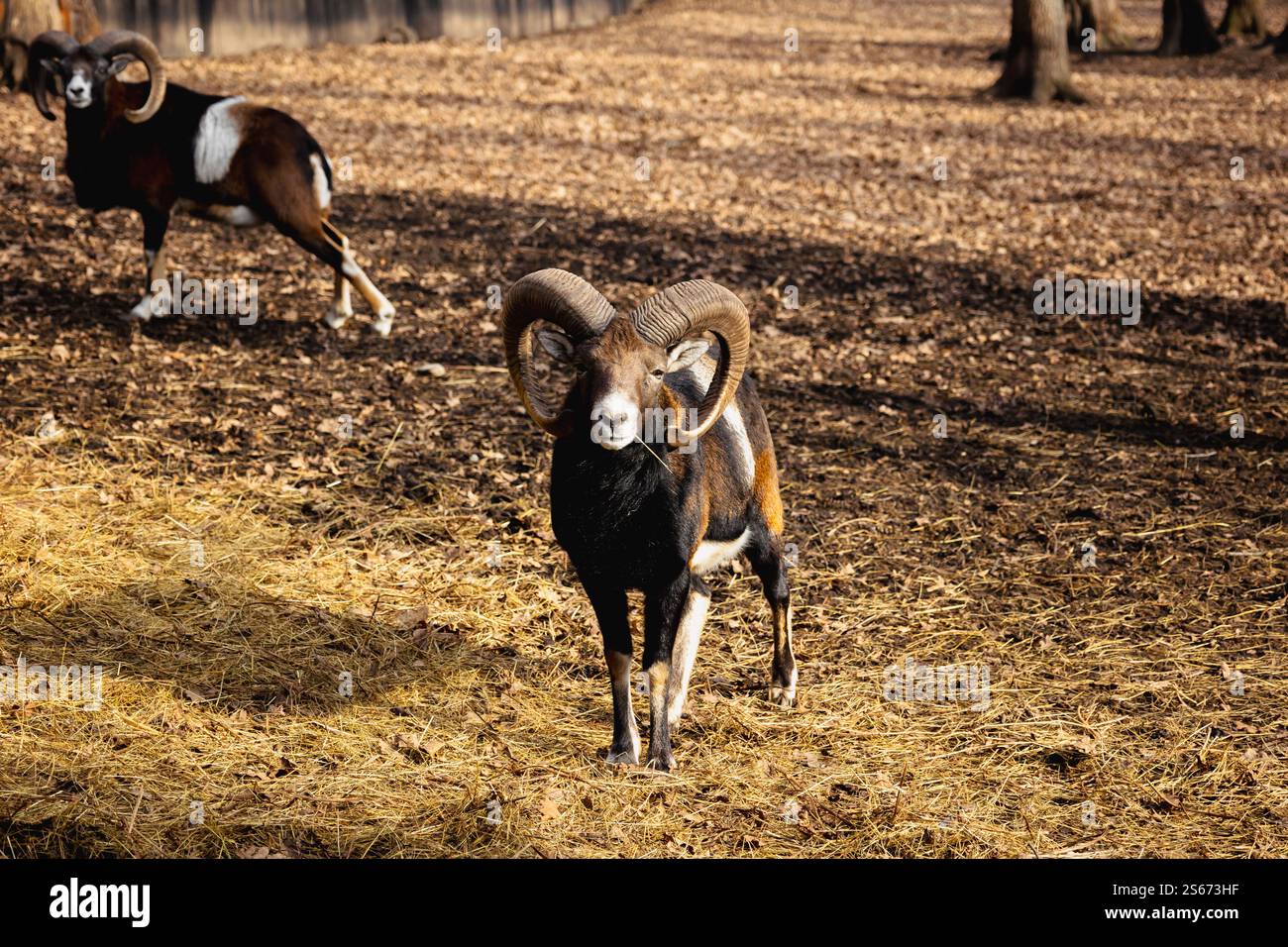 European mufon in the zoo. The animal is in the center of the picture ...