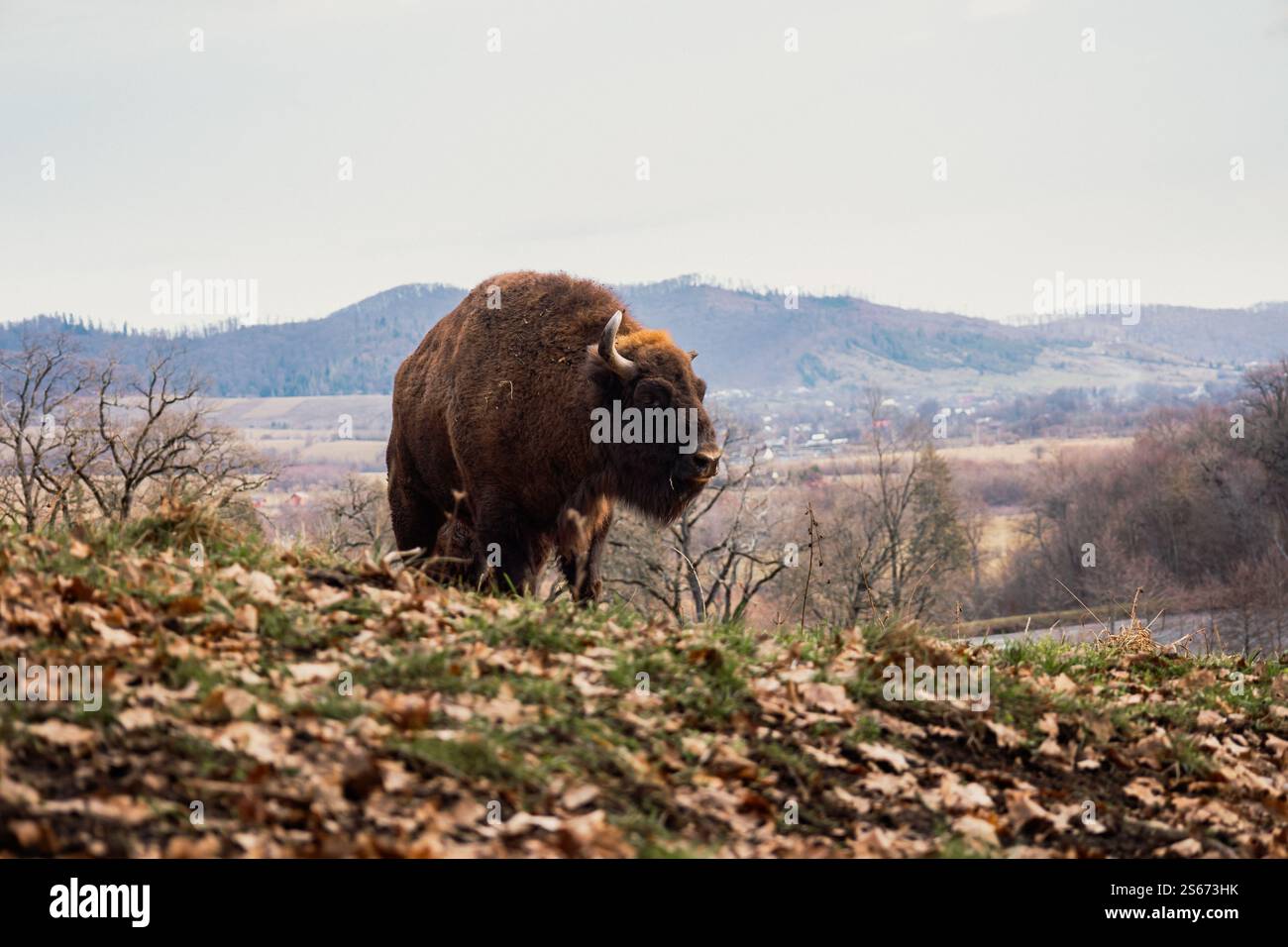 Picture of a bison taken from below. The picture shows the power of ...