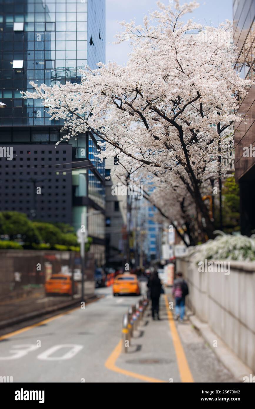 Cherry blossom in South Korea, blooming sakura cherry trees in the ...