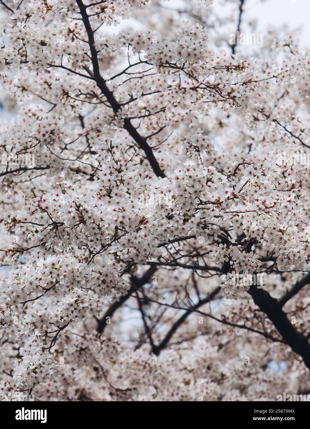 Cherry blossom in South Korea, blooming sakura cherry trees in the ...