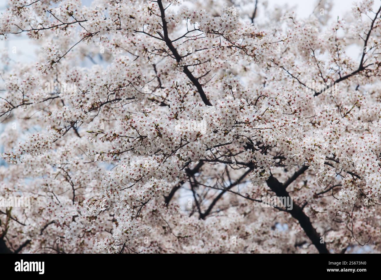 Cherry blossom in South Korea, blooming sakura cherry trees in the ...