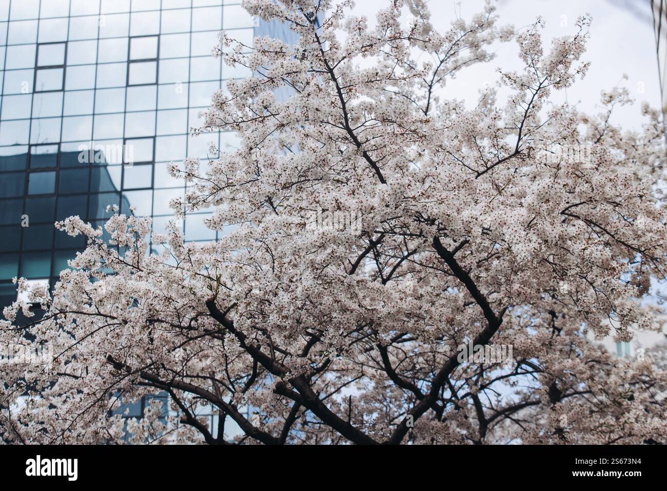 Cherry blossom in South Korea, blooming sakura cherry trees in the ...