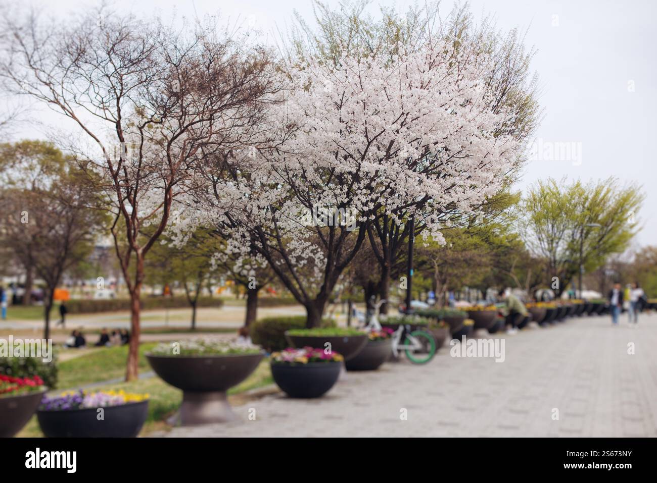 Cherry blossom in South Korea, blooming sakura cherry trees in the ...