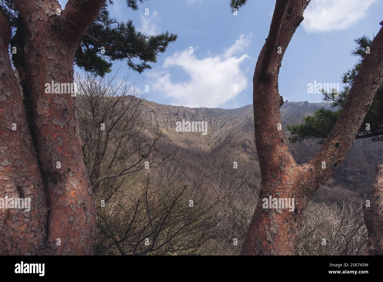 Hallasan National Park, Jeju island, South Korea, spring landscape view ...