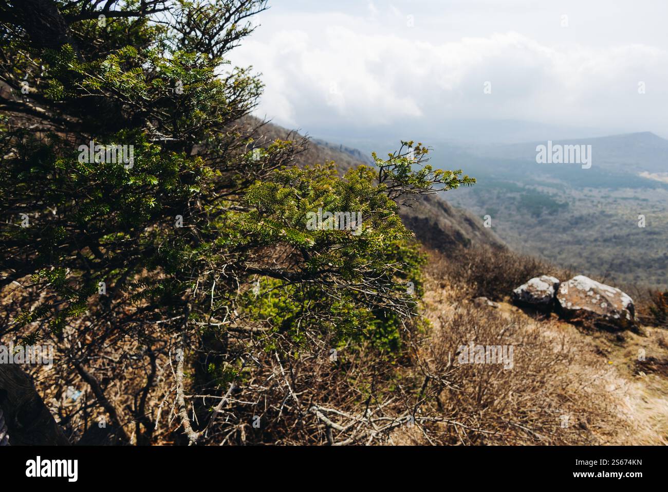 Hallasan National Park, Jeju island, South Korea, spring landscape view ...