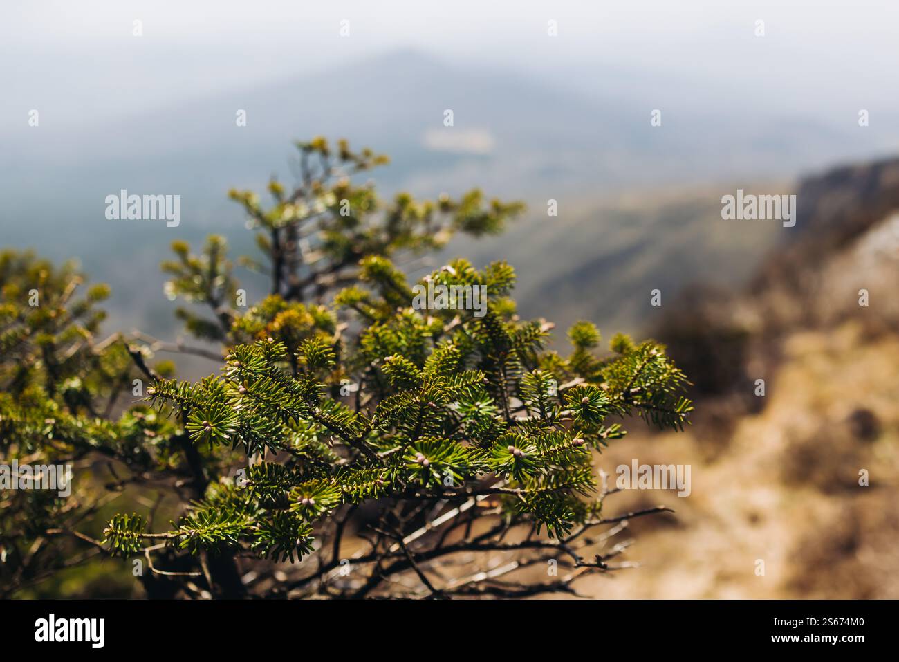 Hallasan National Park, Jeju island, South Korea, spring landscape view ...