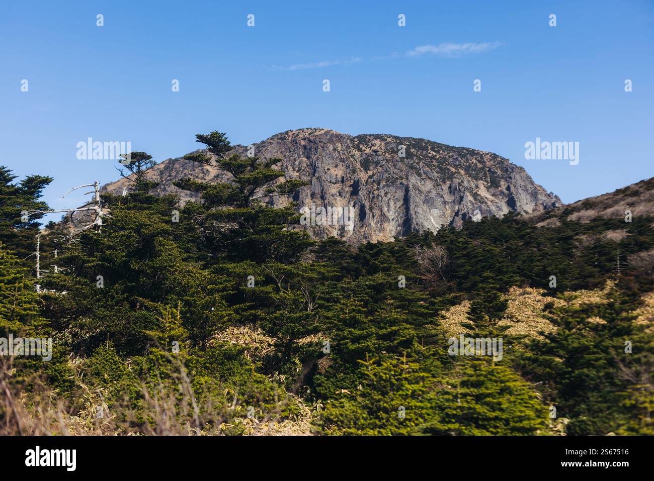 Hallasan National Park, Jeju island, South Korea, spring landscape view ...