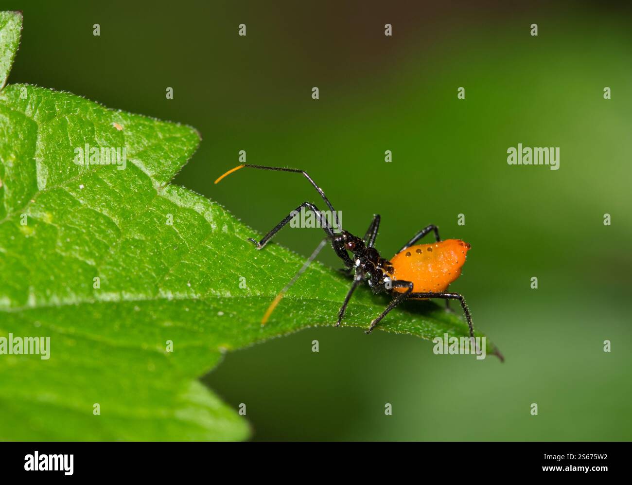 Milkweed assassin bug nymph Zelus longipes insect nature Springtime ...