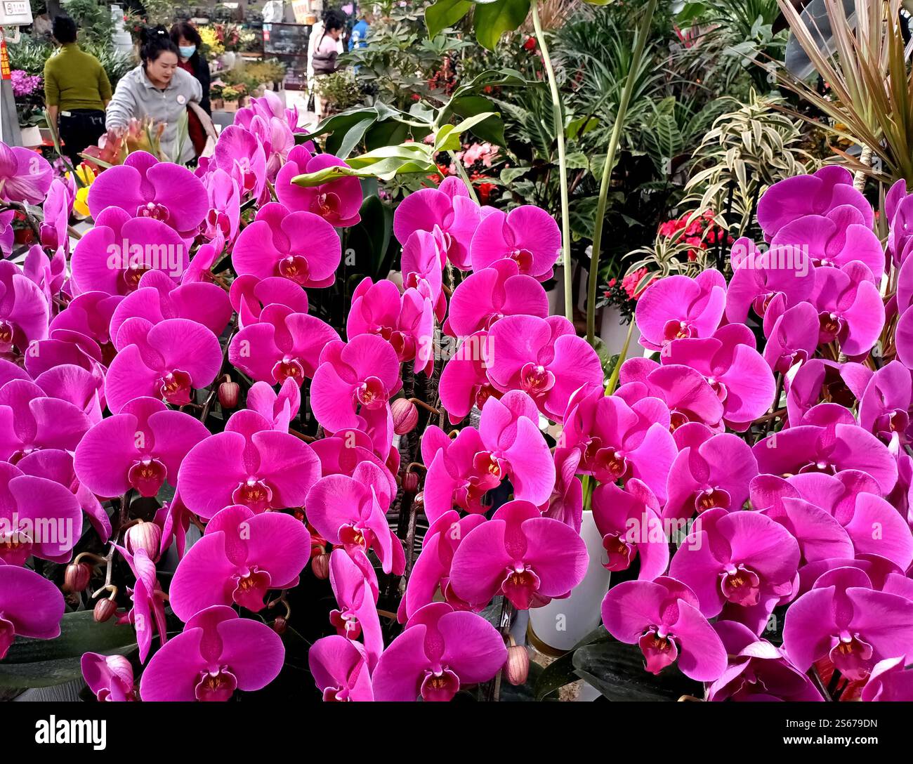 People select Spring Festival flowers at a market in Xuchang City ...