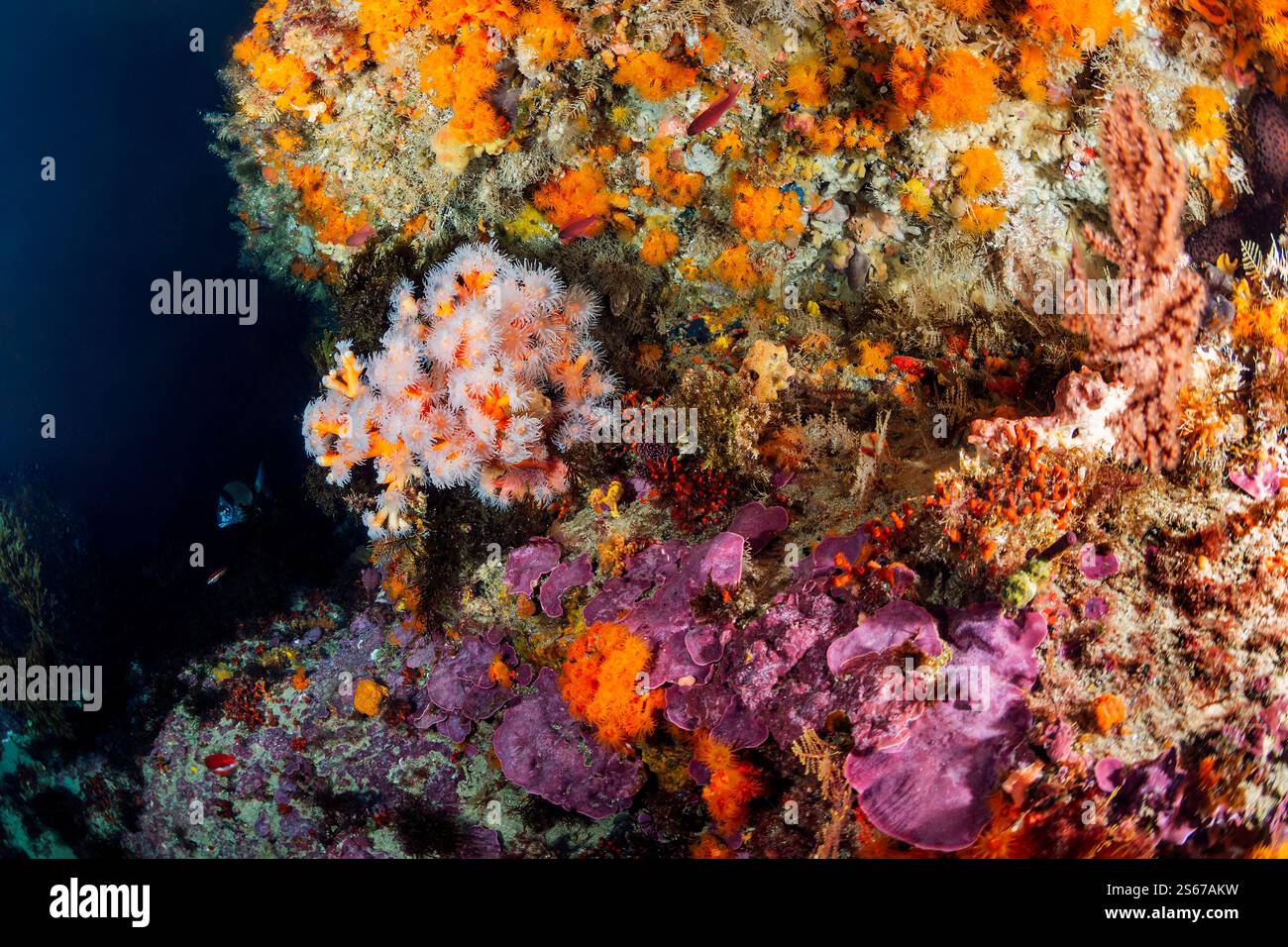 colorful coral reef with variety of sea creatures Stock Photo - Alamy