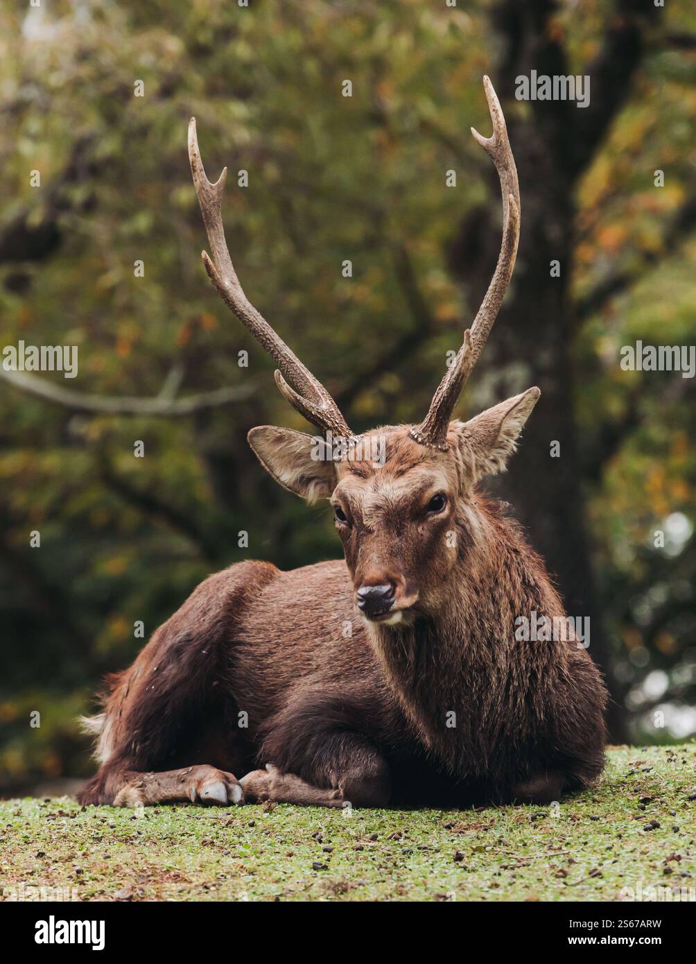 Sika deer cervus nippon old hi-res stock photography and images - Alamy
