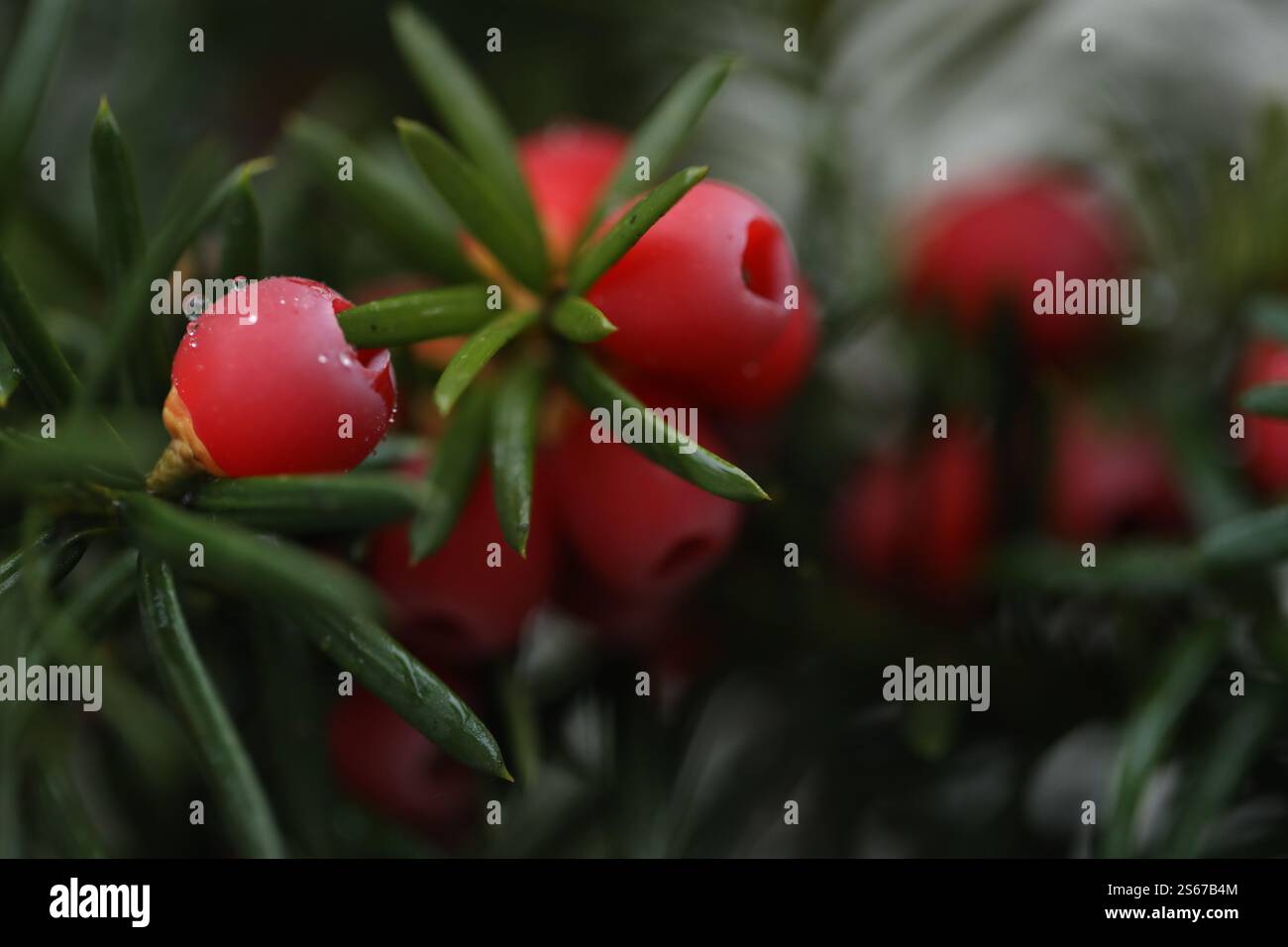 Taxus baccata plant. Red berries on the green branch Stock Photo - Alamy