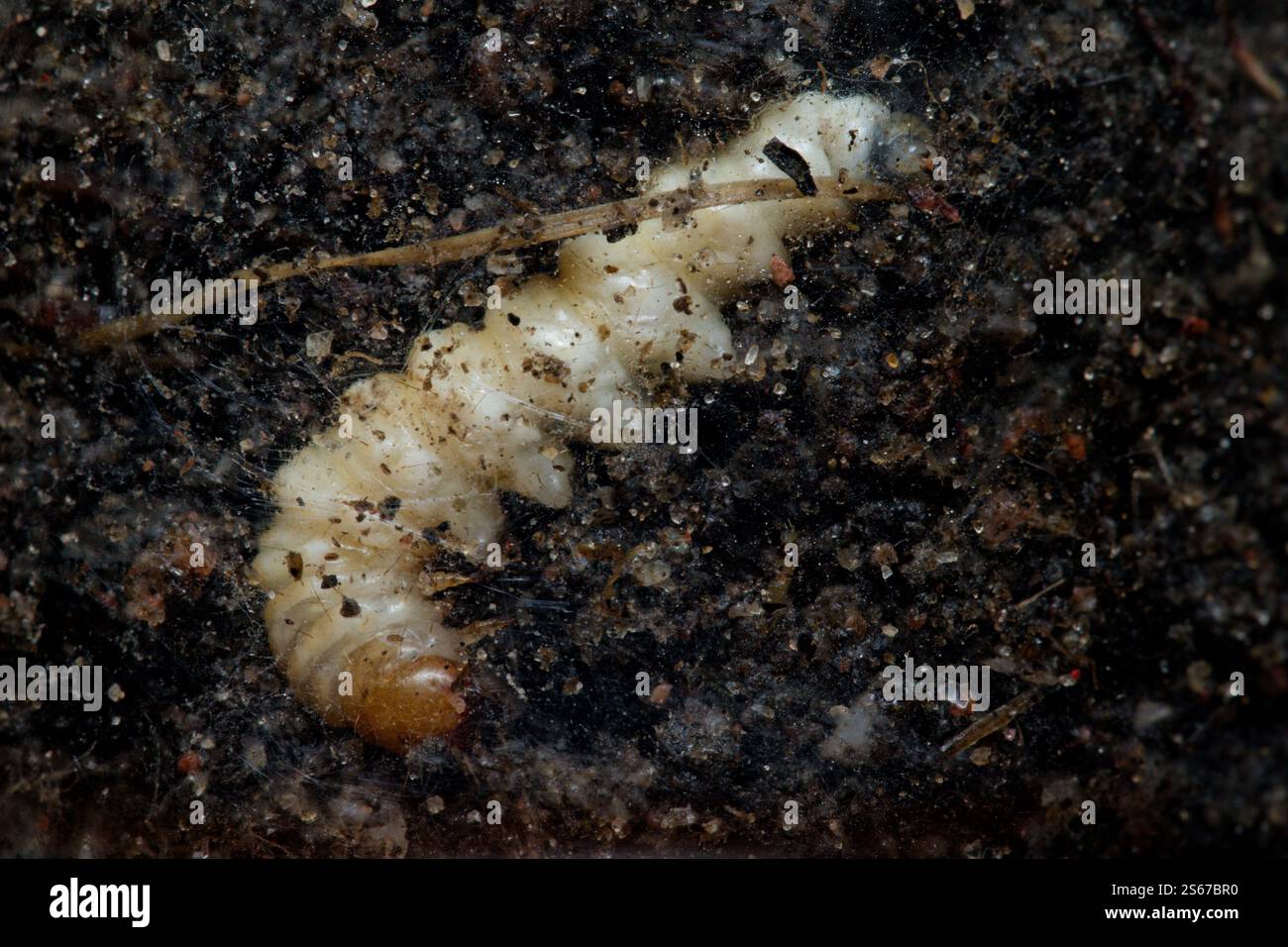 Ghost moth caterpillar (Hepialus humuli) underground Stock Photo - Alamy