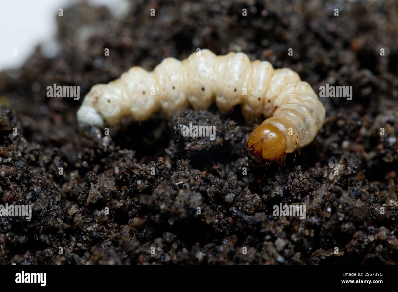 Ghost moth caterpillar (Hepialus humuli Stock Photo - Alamy