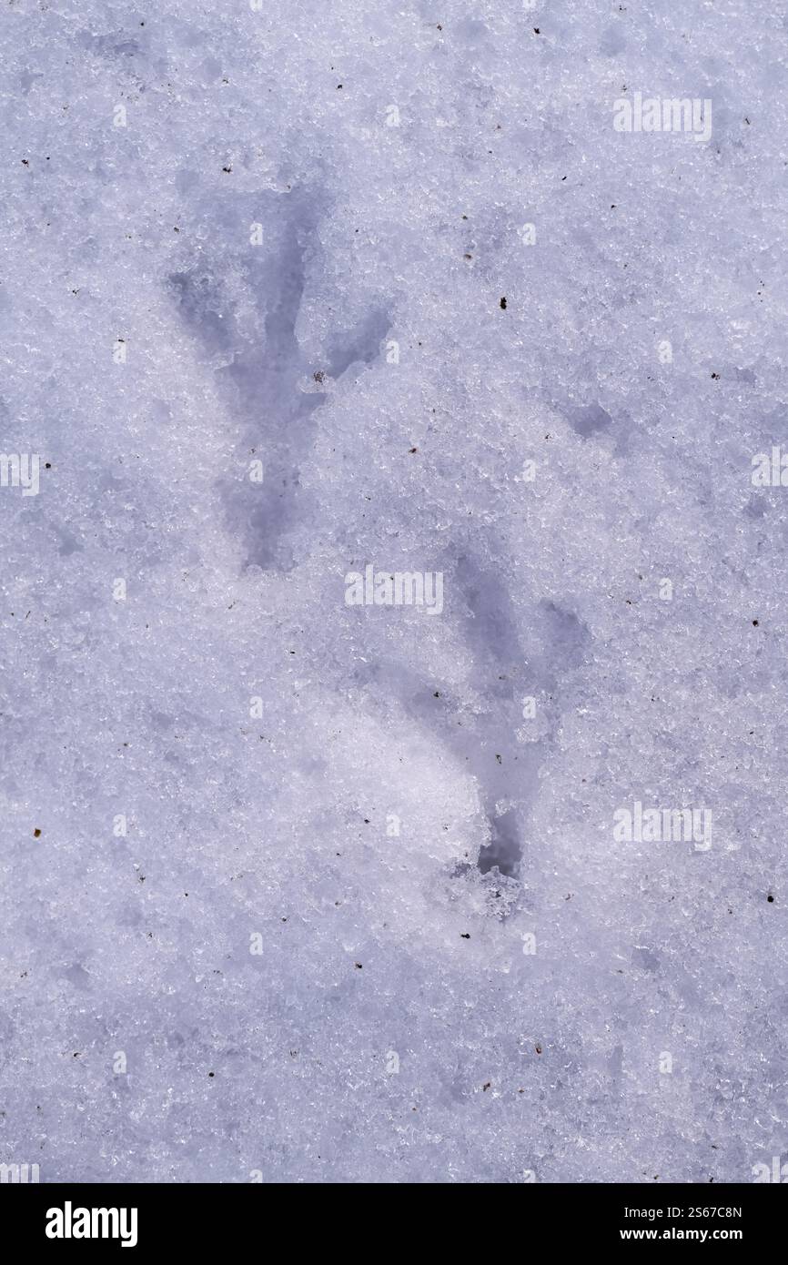 Bird tracks in the snow in winter Stock Photo - Alamy