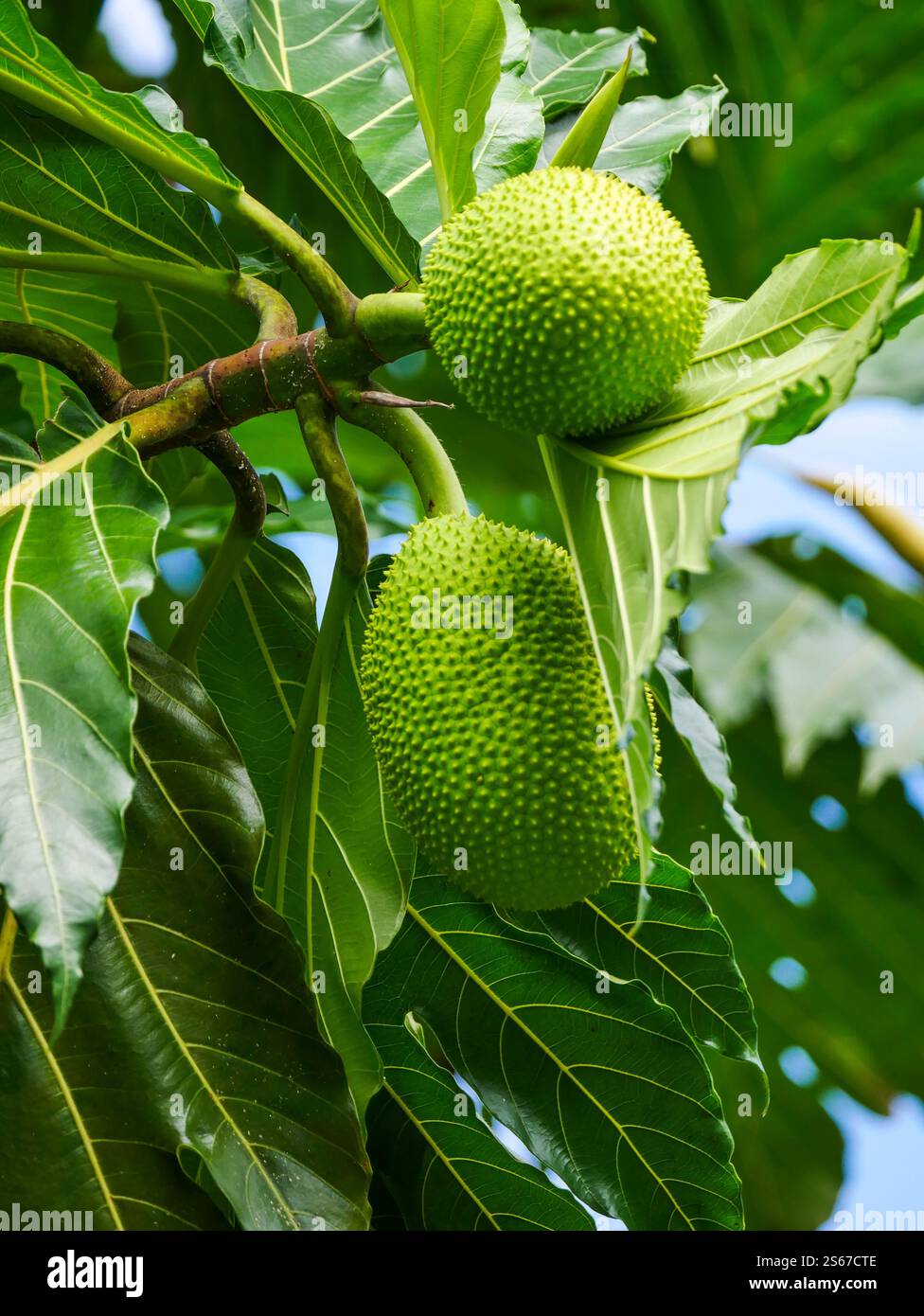 Fruit of the breadfruit tree (Artocarpus altilis). Taken near Playa ...