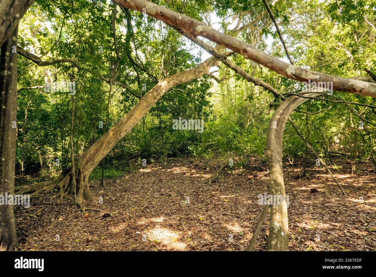 Scenic view of indigenous trees growing in the forest at Kaya Kinodo ...