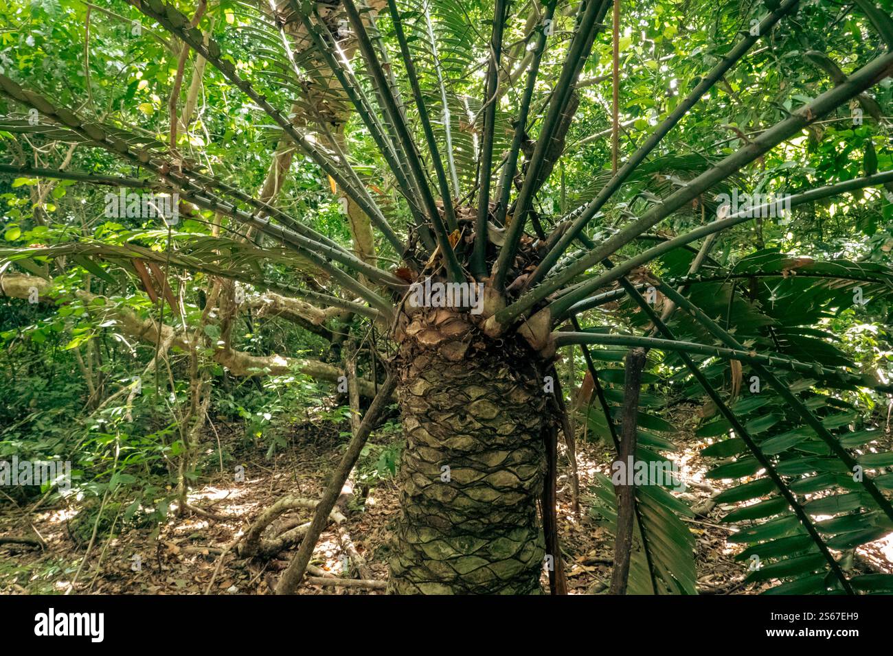 A Cycad palm - Encephalartos Hildebrandtii tree growing in the forest ...