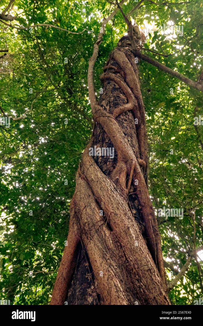View of the strangler fig or the golden fig tree - Ficus aurea in Kaya ...