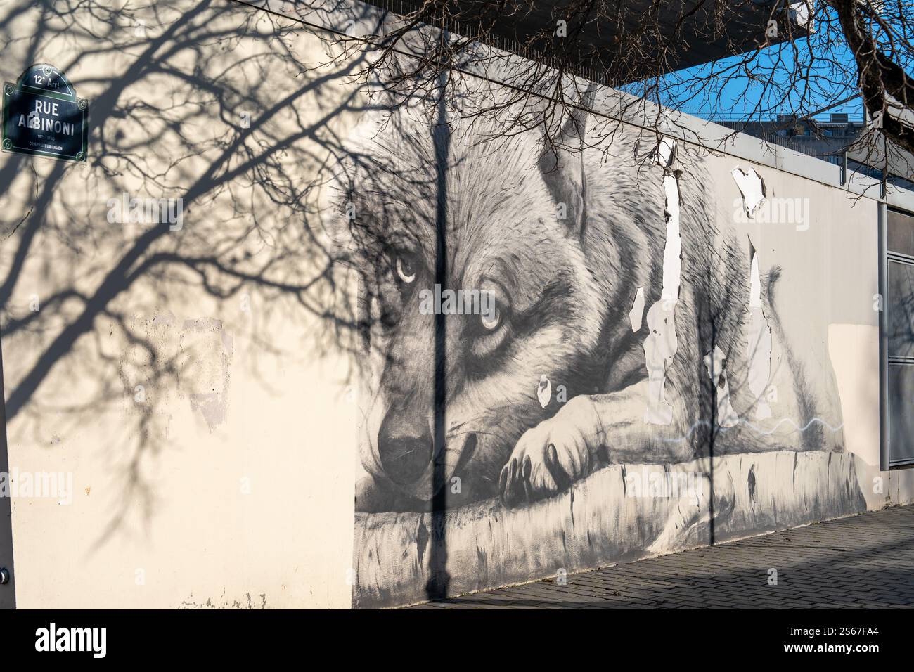 Large wolf mural painted on urban wall with shadows in daylight Stock ...