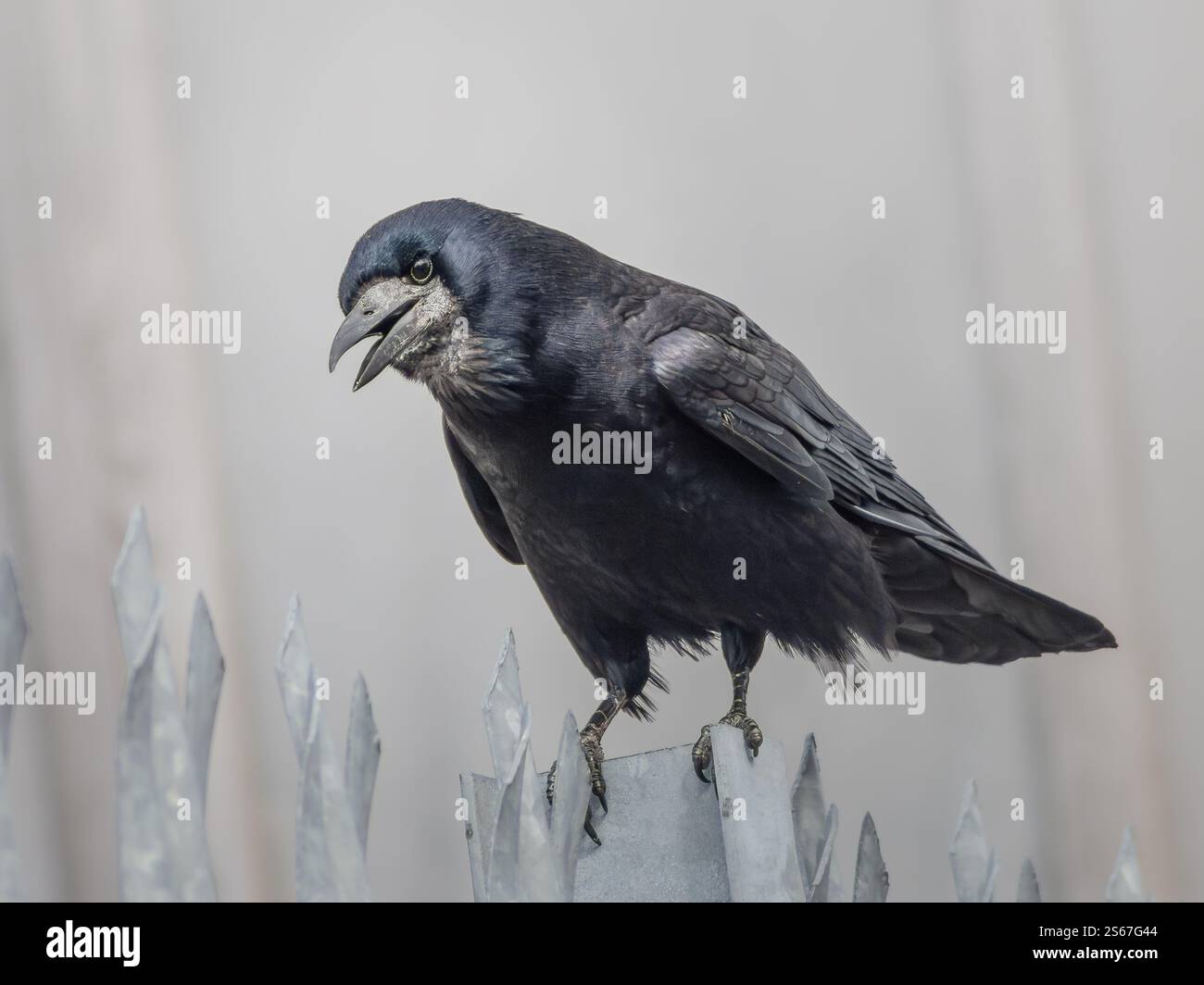 Portrait of a screaming black crow hi-res stock photography and images ...