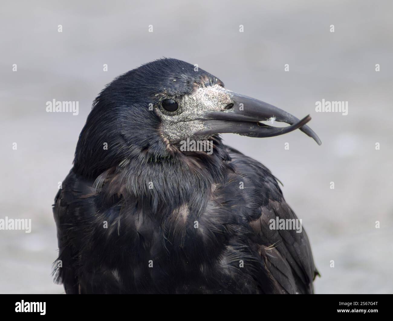 Crow family bird with deformed bill, crow keratin disorder, headshot of ...