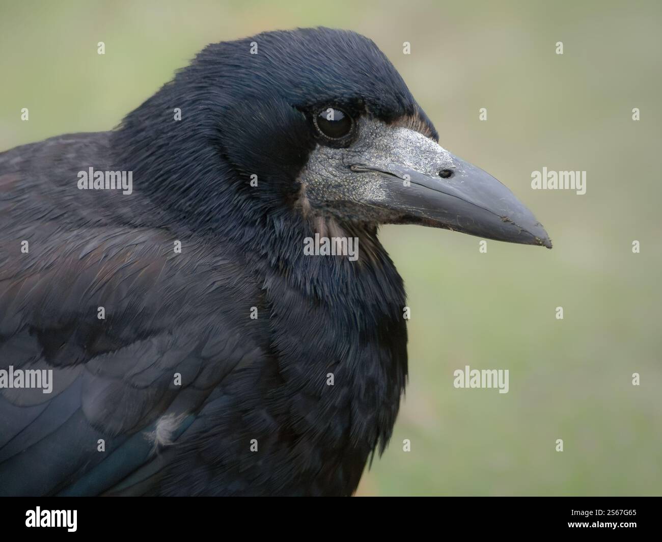 Crow portrait from side in the park agains green blurred background ...
