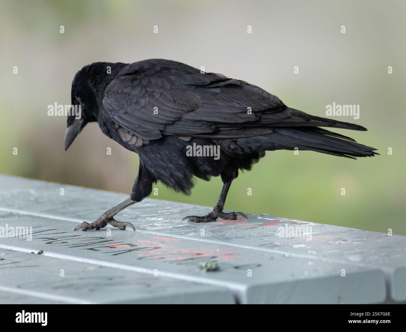 Crow stands on a table in the city park and looks down searching for ...
