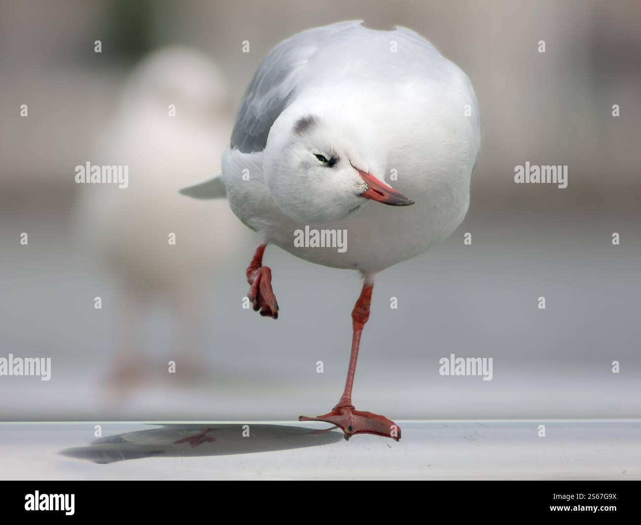 A gull standing on one leg with a playful and serene pose. Captured in ...