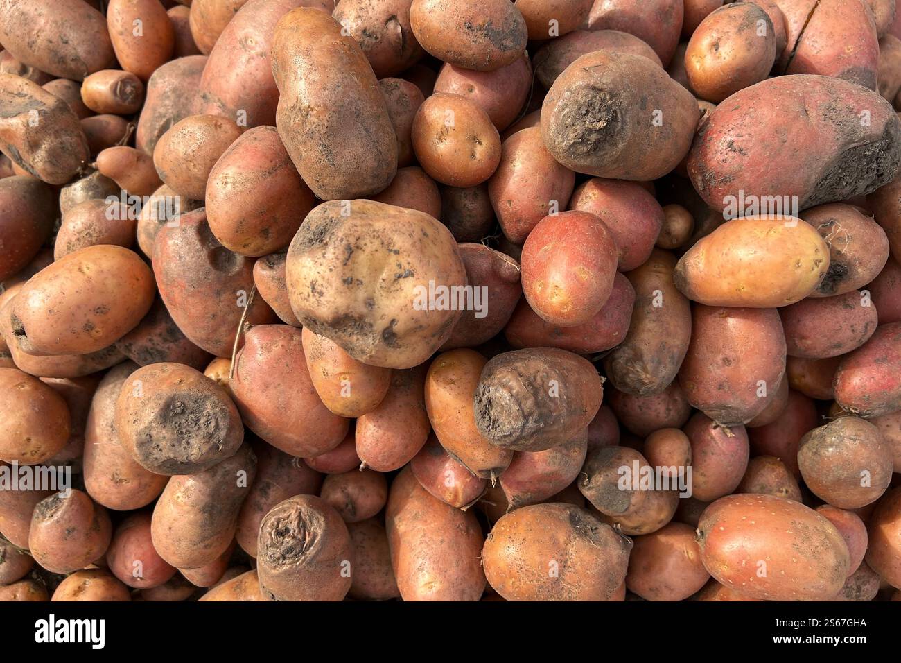 Rotten, damaged, spoiled potatoes, unhealthy vegetables. Sick, disease ...