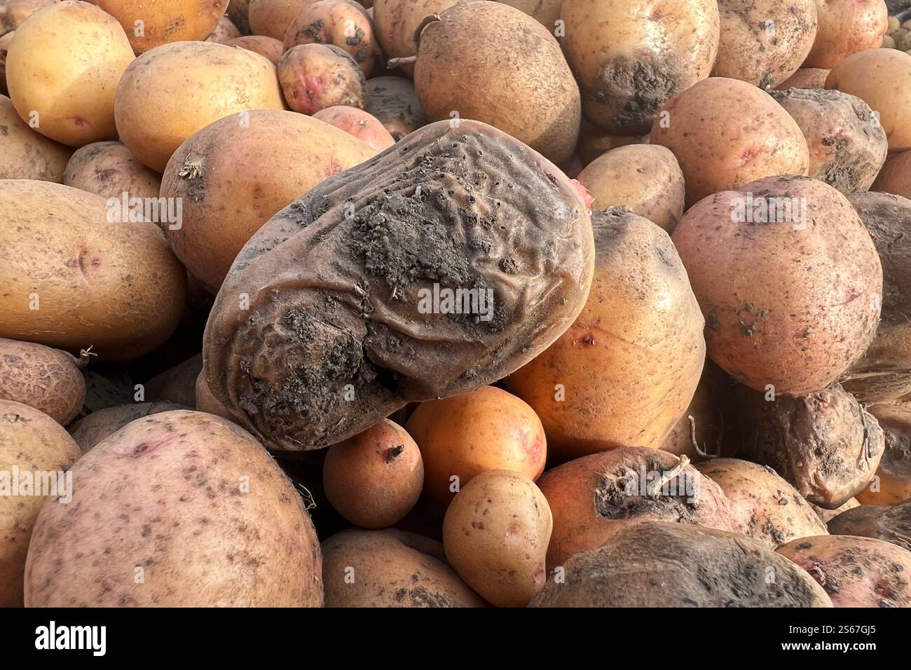 Rotten, damaged, spoiled potatoes, unhealthy vegetables. Sick, disease ...