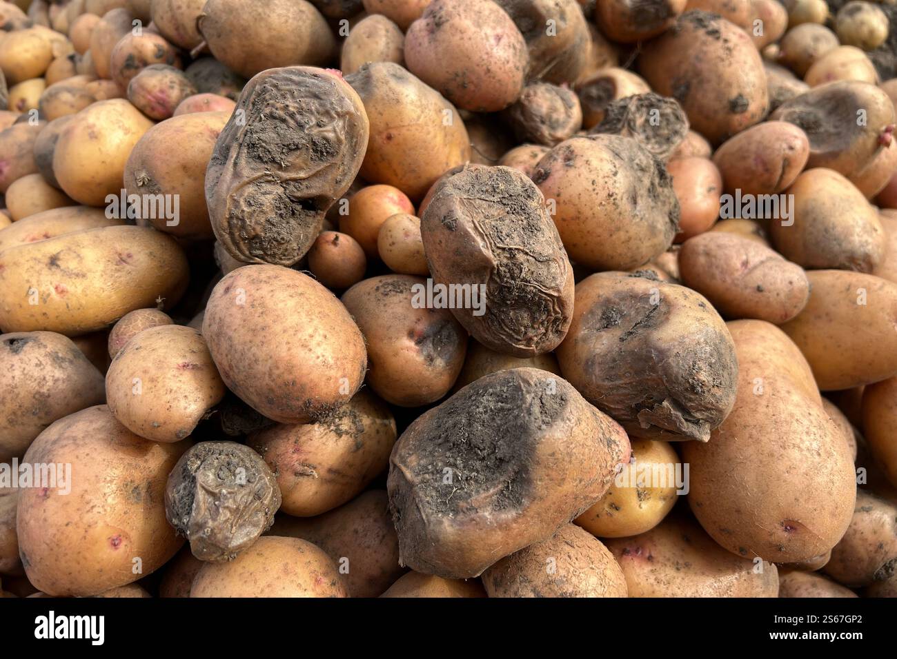 Damaged, spoiled potatoes, unhealthy vegetables. Sick, disease, late ...