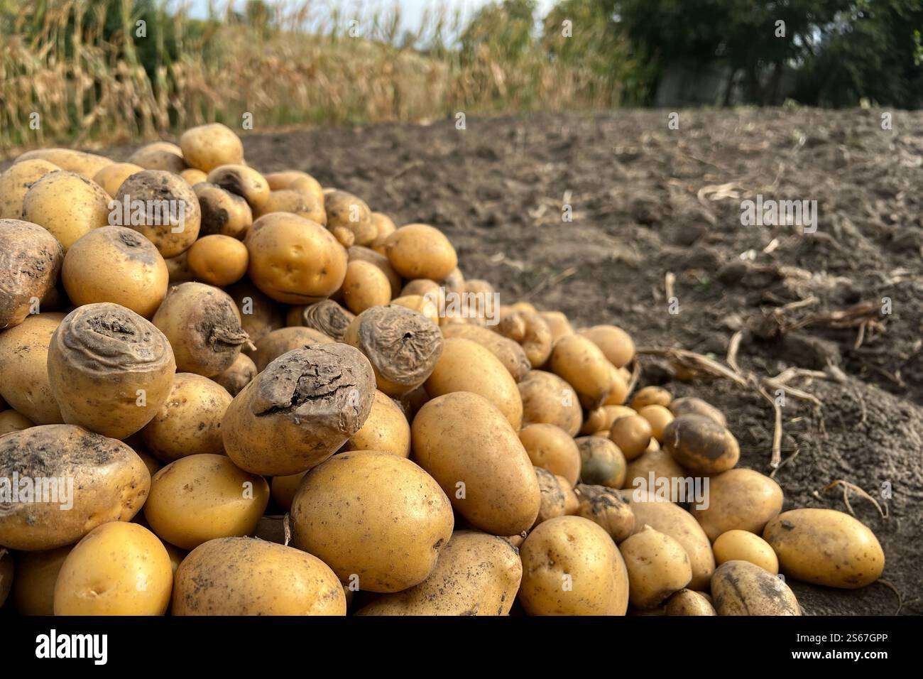 Rotten, damaged, spoiled potatoes, unhealthy vegetables. Sick, disease ...