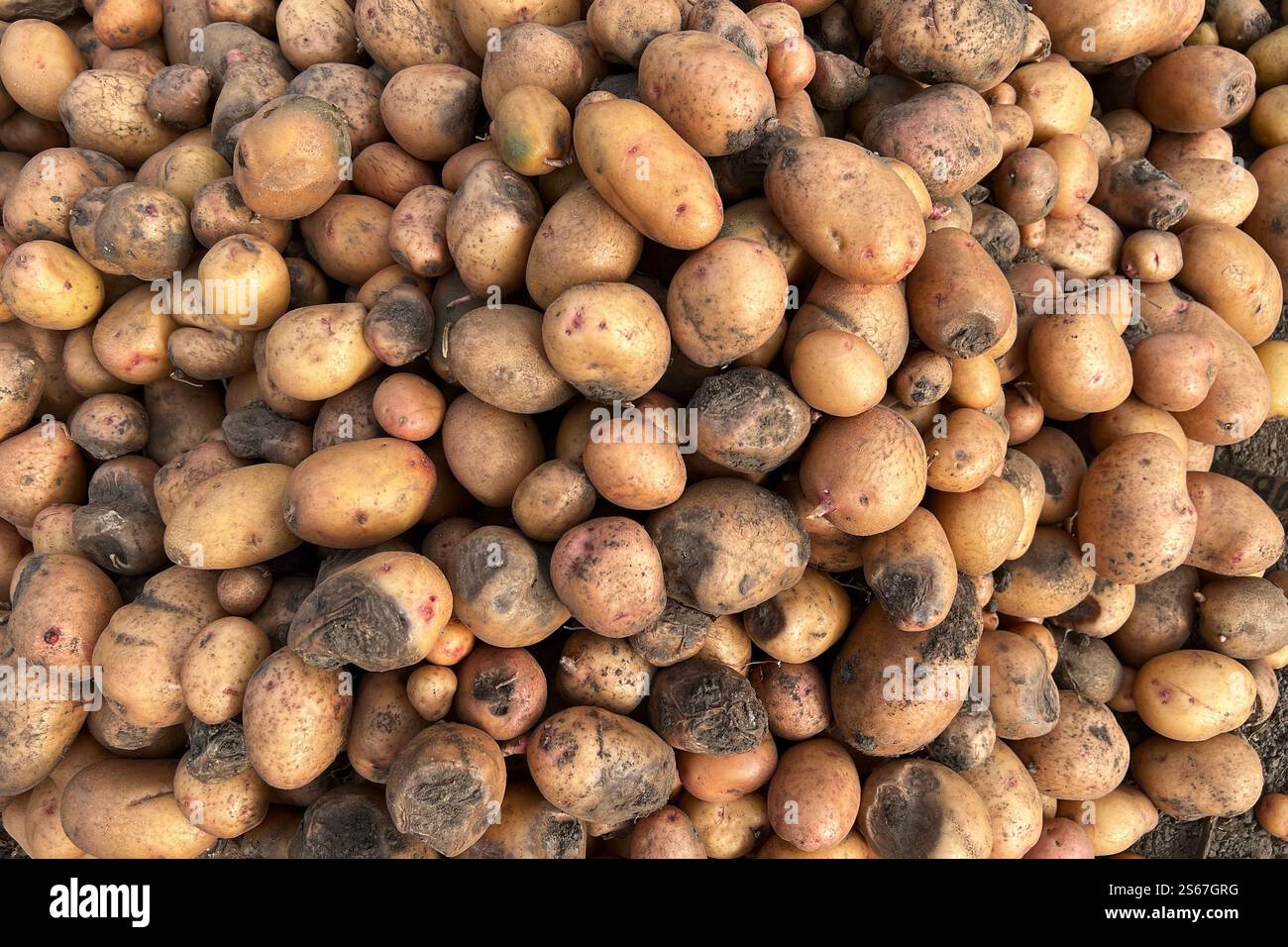 Rotten, damaged, spoiled potatoes, unhealthy vegetables. Sick, disease ...