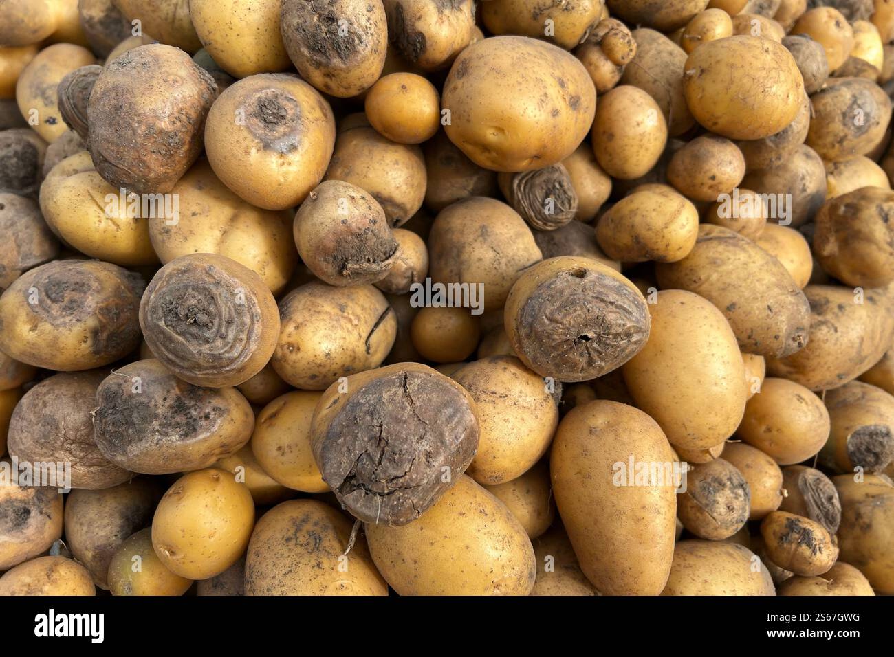Rotten, damaged, spoiled potatoes, unhealthy vegetables. Sick, disease ...
