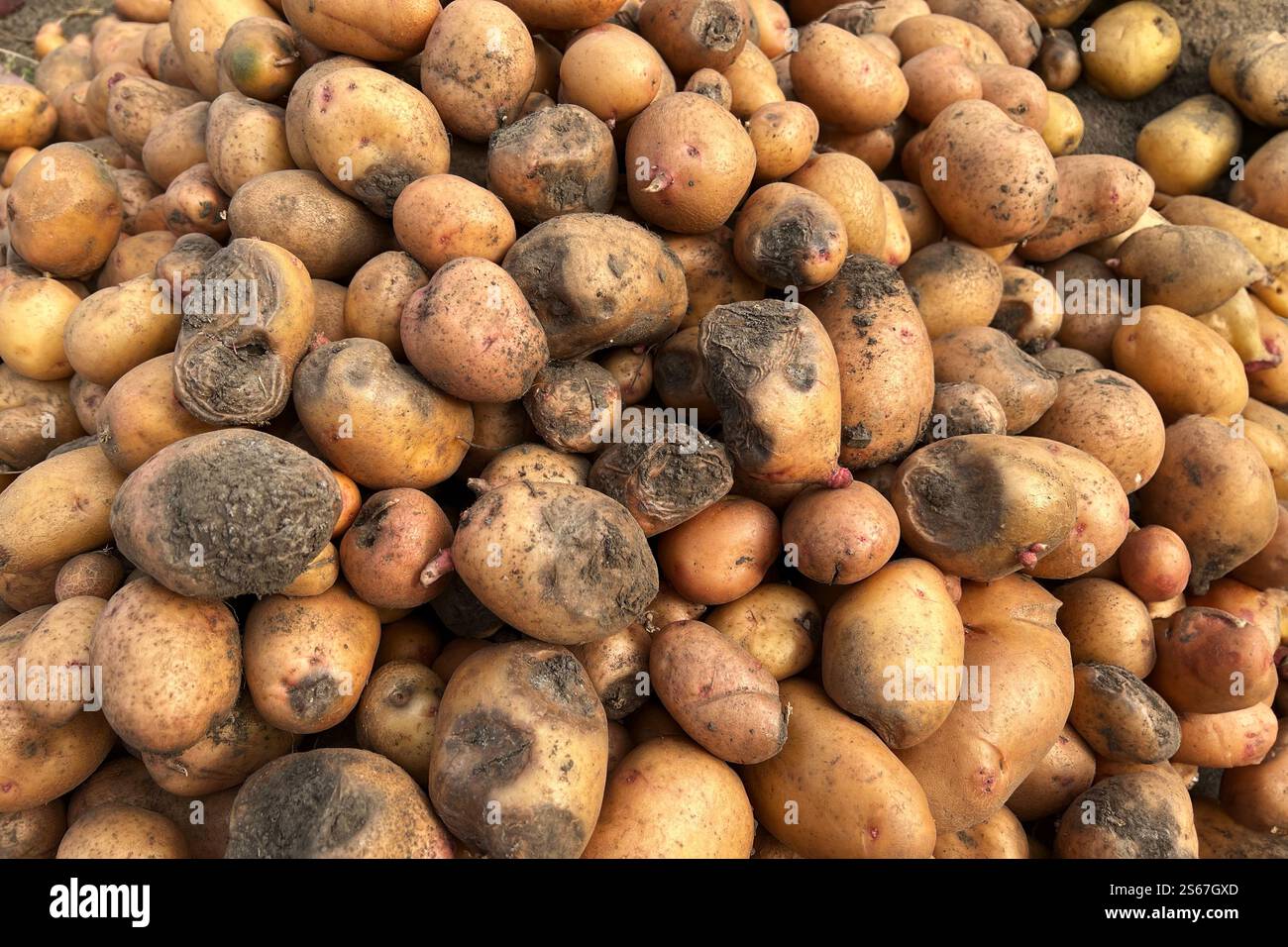 Rotten, damaged, spoiled potatoes, unhealthy vegetables. Sick, disease ...