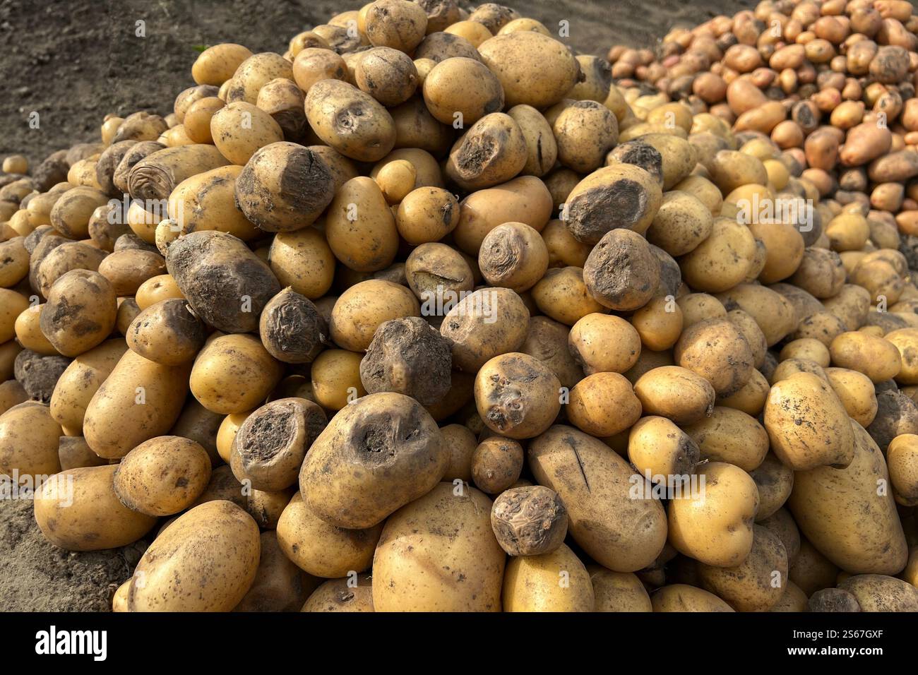 Rotten, damaged, spoiled potatoes, unhealthy vegetables. Sick, disease ...