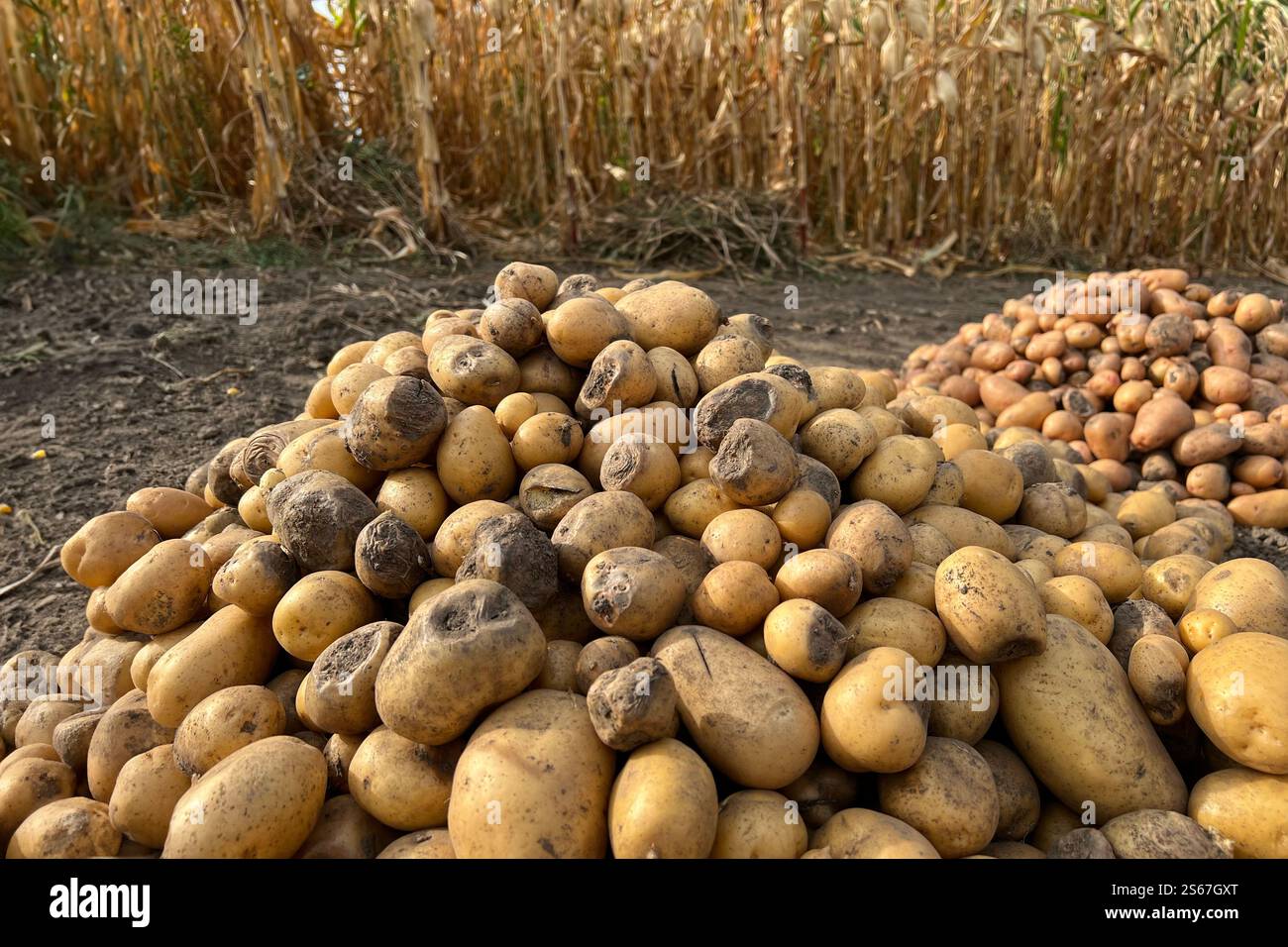 Rotten, damaged, spoiled potatoes, unhealthy vegetables. Sick, disease ...