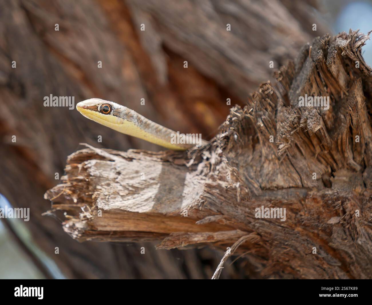 Head of a Yellow-bellied Sand Snake (Psammophis subtaeniatus). Taken in ...