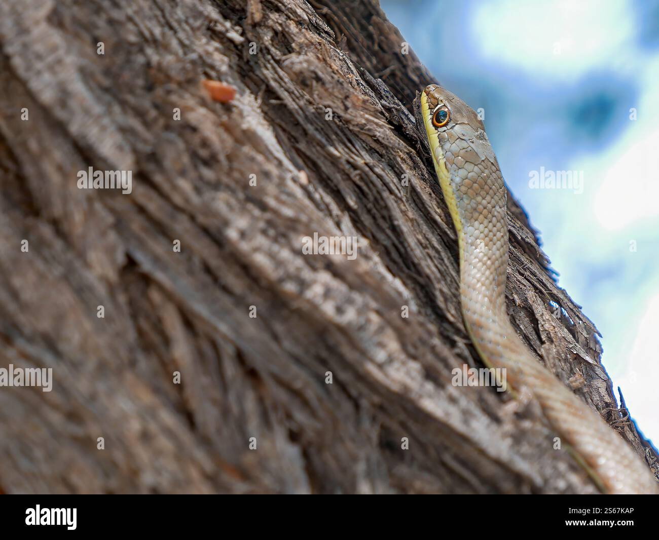 Head of a Yellow-bellied Sand Snake (Psammophis subtaeniatus). Taken in ...