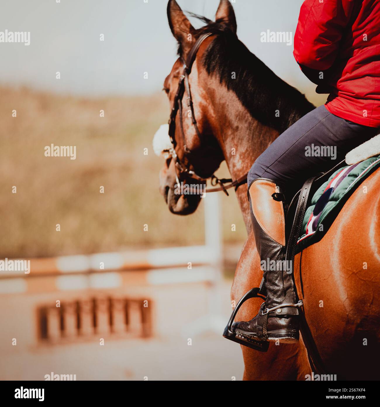 A beautiful bay horse with a rider on its back, walks through the open ...