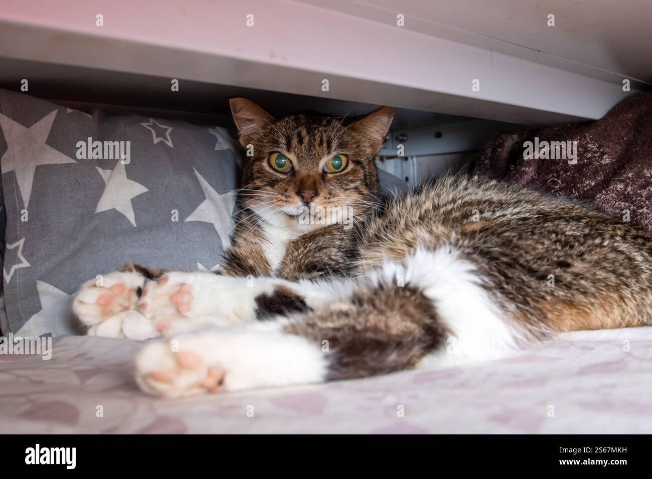 A feline animal displaying a facial expression of astonishment ...