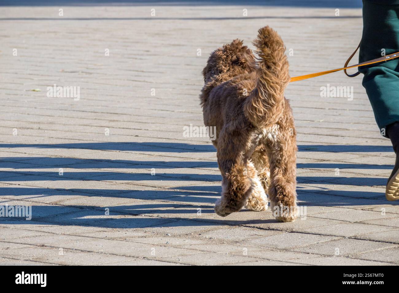 a brown dog with a curly coat being led on a leash down the sidewalk ...