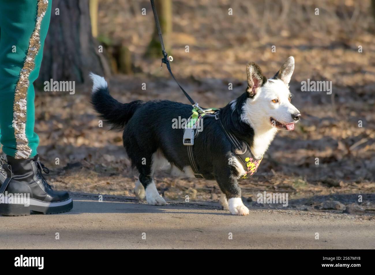 a black corgi with white spots walking with its owner on a forest path ...