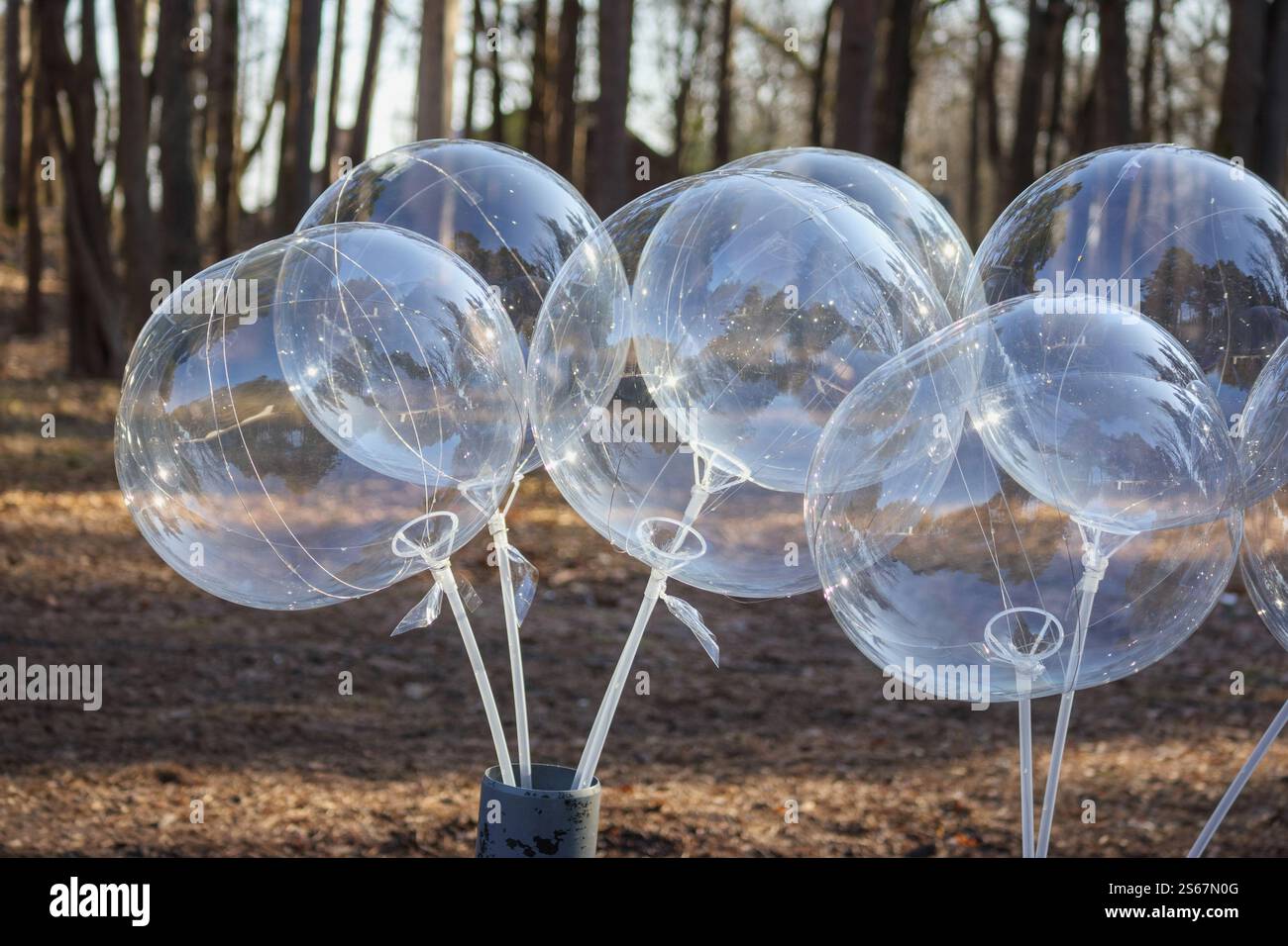 several transparent balloons tied to a wooden post in a forest setting ...